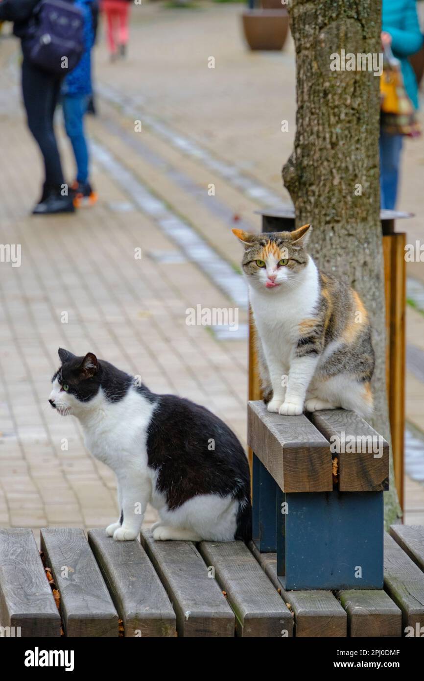 Two cats are sitting on a park bench Stock Photo - Alamy