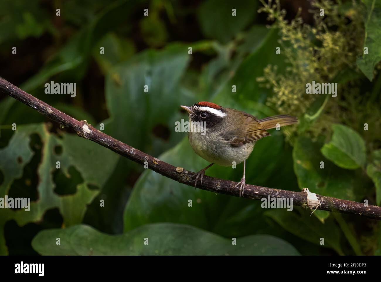 Black-cheeked Warbler ¬- Basileuterus melanogenys, beautiful small shy ...