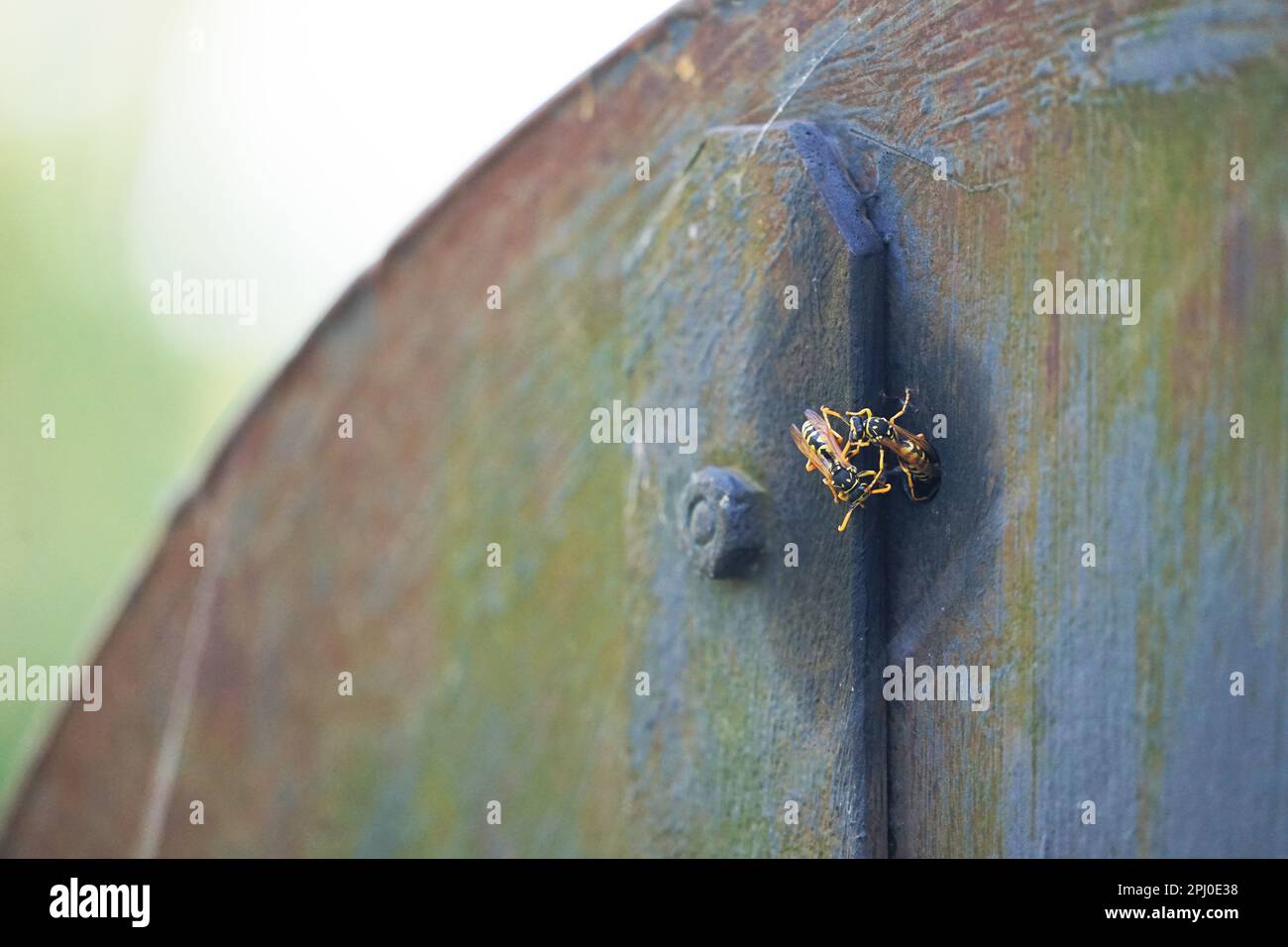 Wasp on a lost place on a weir Stock Photo - Alamy