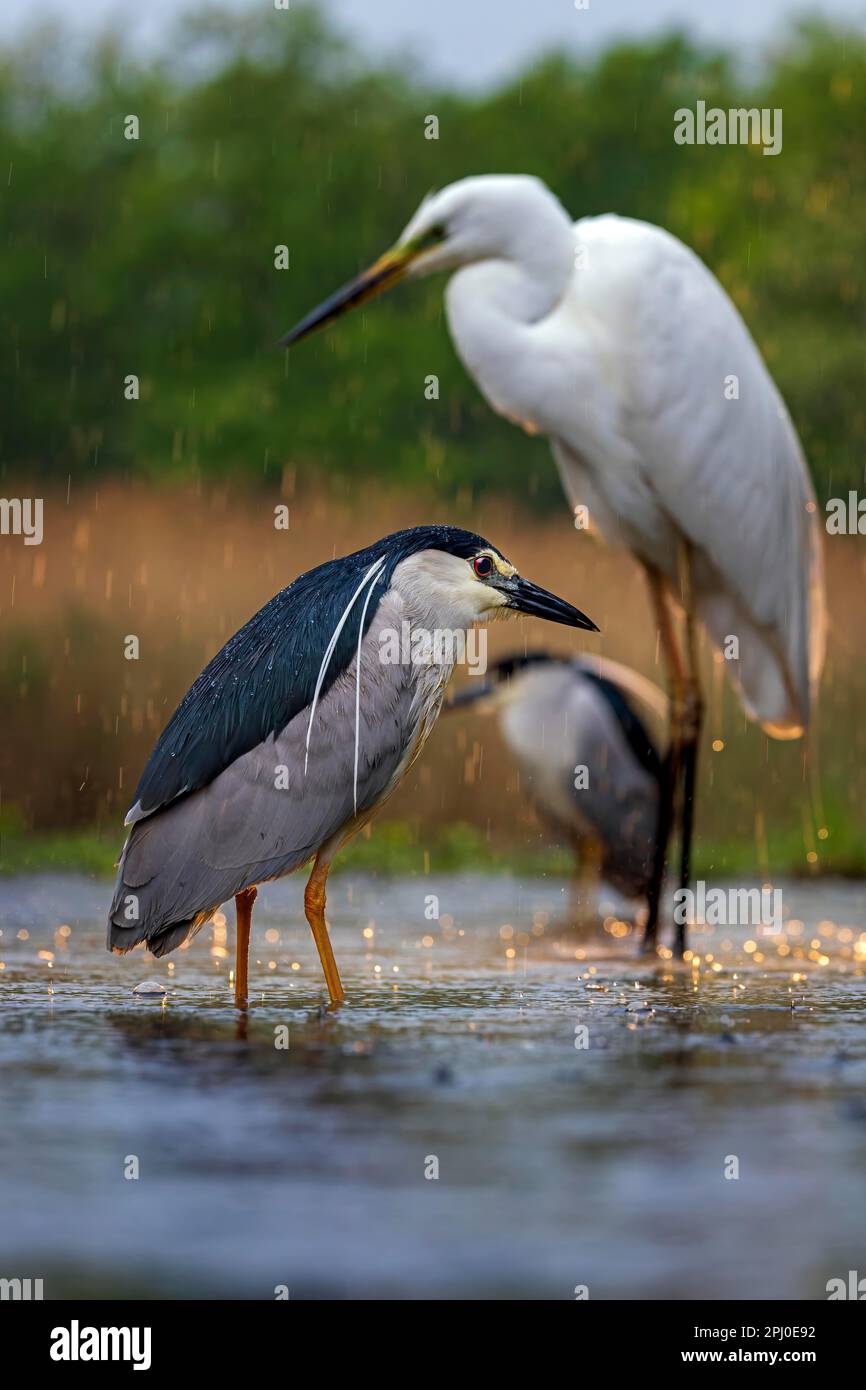 Black crowned night heron (Nycticorax nycticorax) great egret (Ardea ...