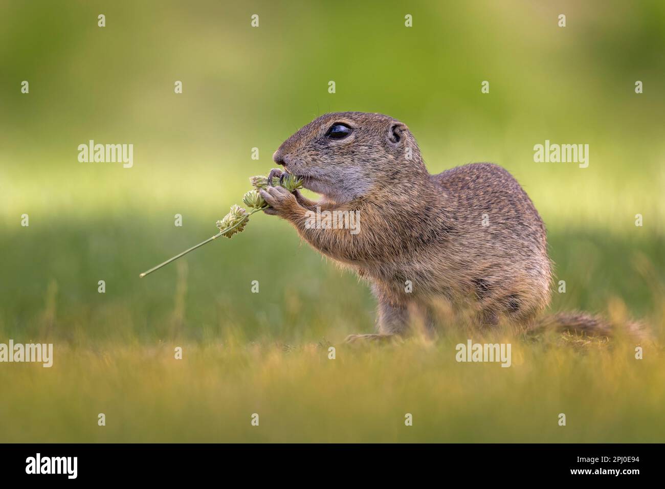 European ground squirrel (Spermophilus citellus) foraging for food ...