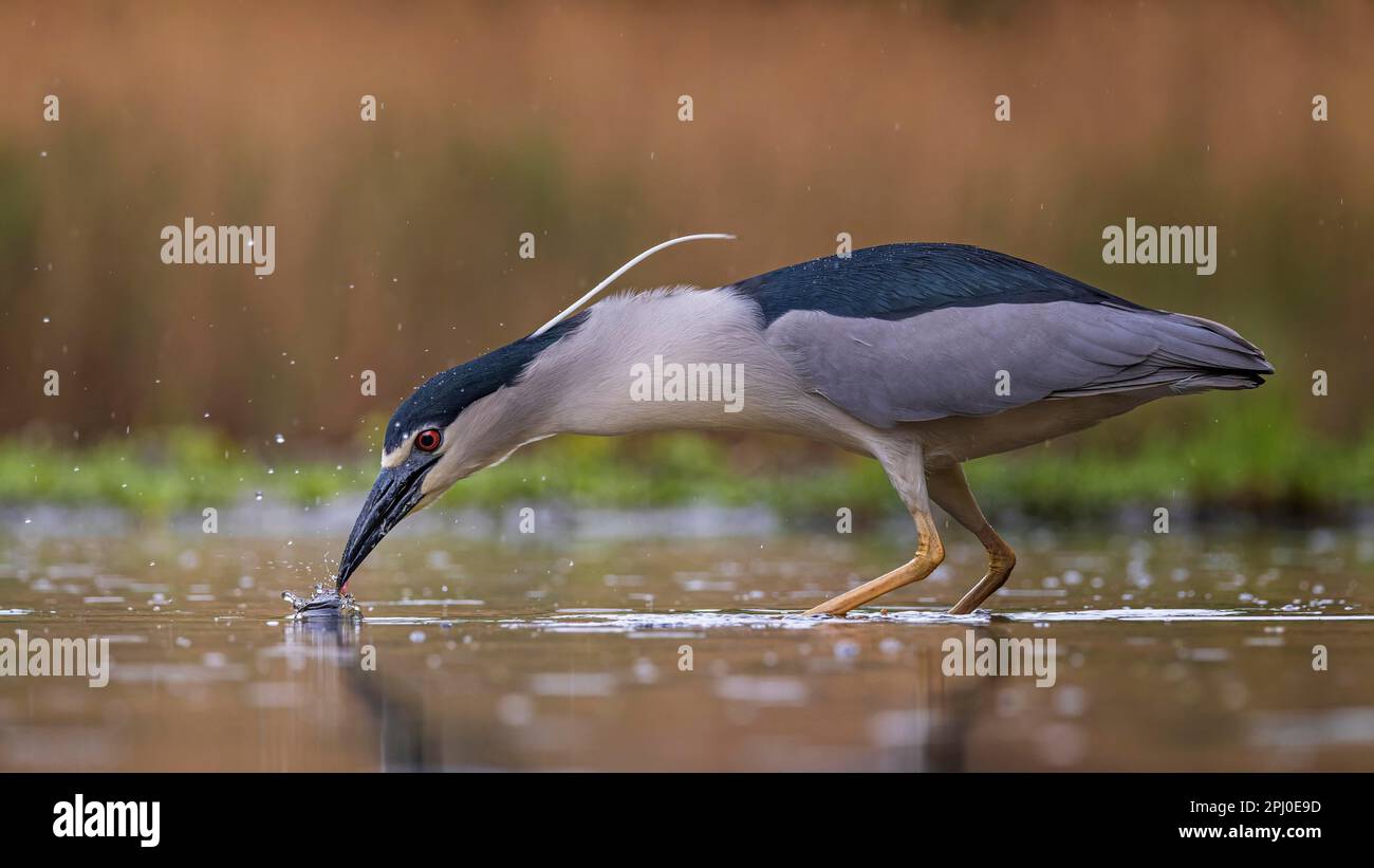 Black crowned night heron (Nycticorax nycticorax) Fish hunting in ...