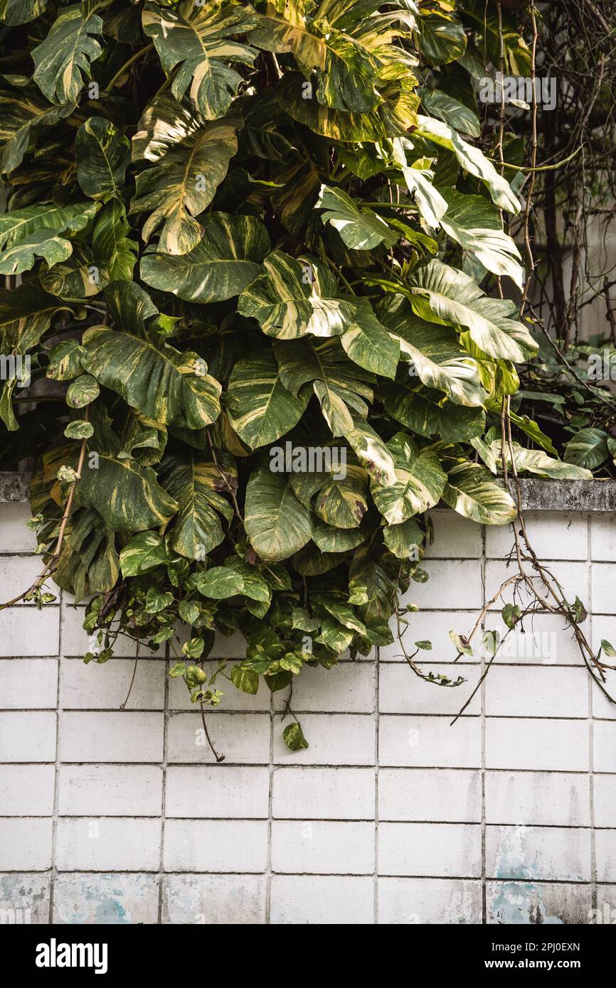 A vibrant closeup of a vibrant green shrub growing over a plain white ...
