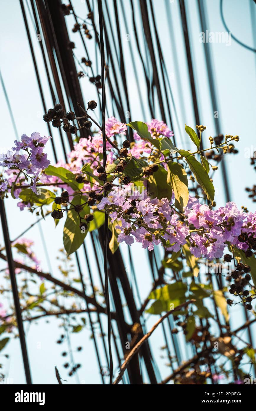 A vibrant shot of a blooming pink tree branch from a low angle ...