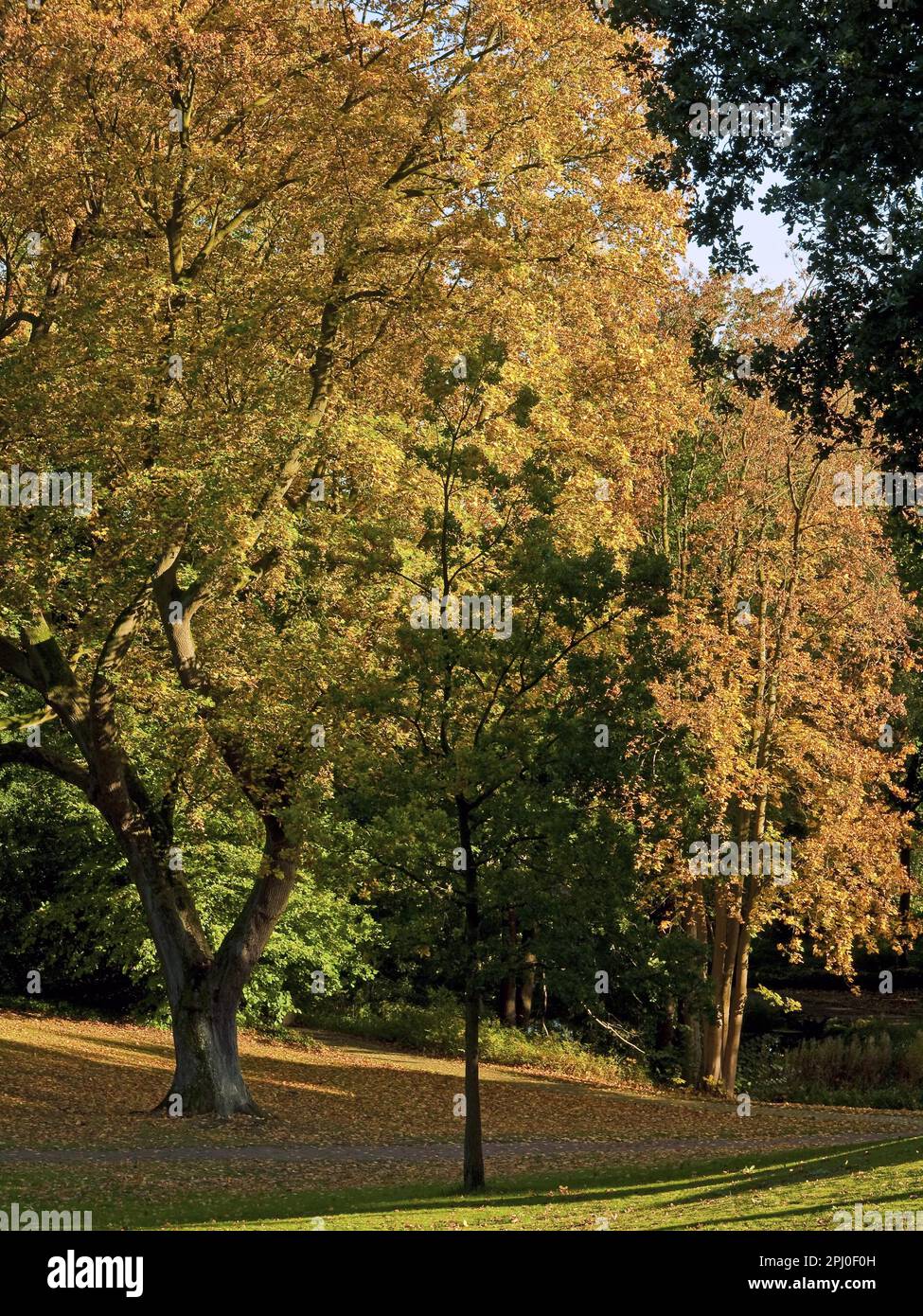 Autumn atmosphere in Knoops Park, Bremen, Lesum, Germany Stock Photo ...