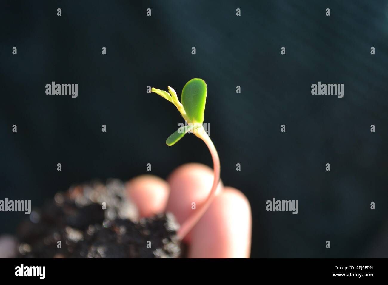 Apple tree new growth leaf sapling hi-res stock photography and images ...