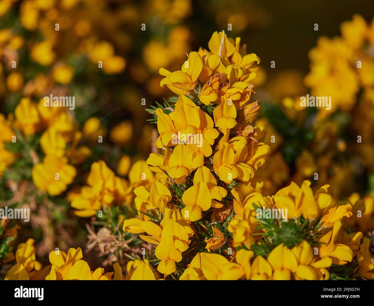 bright yellow gorse, also furze, Ulex europaeus, in full bloom, widly ...