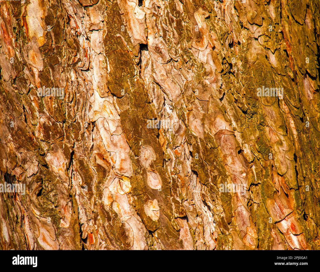 Pinus bark close-up. The texture of the trunk of Pinus sylvestris L ...