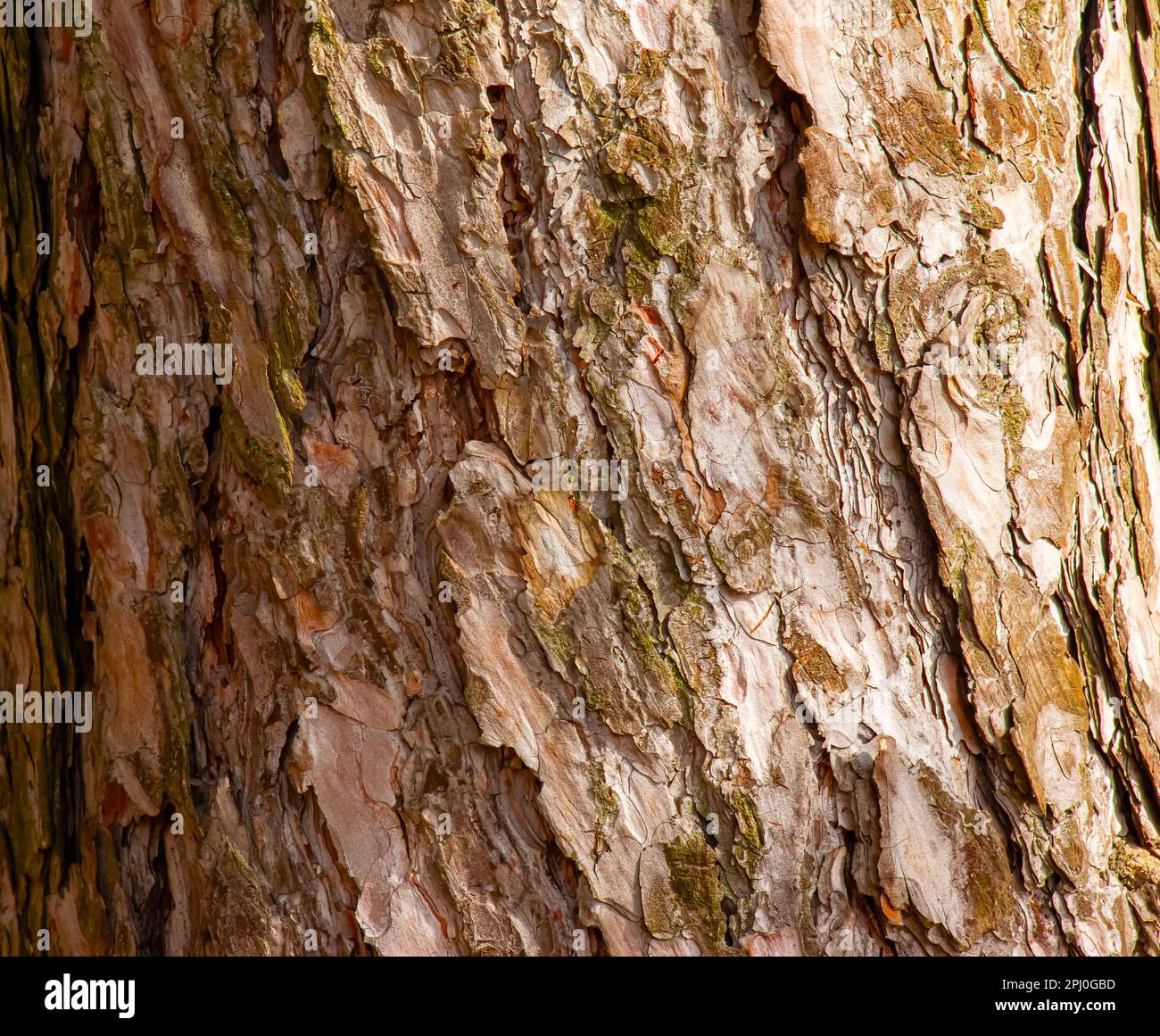 Pinus bark close-up. The texture of the trunk of Pinus sylvestris L ...