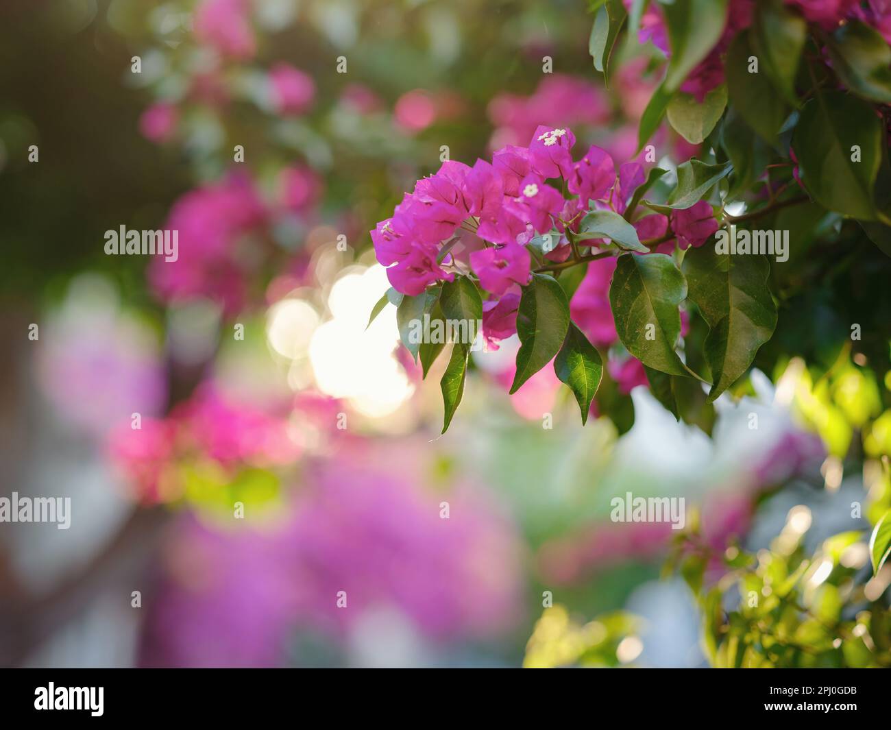 Blooming bougainvillea, streets of the old town of Bodrum, Turkey ...