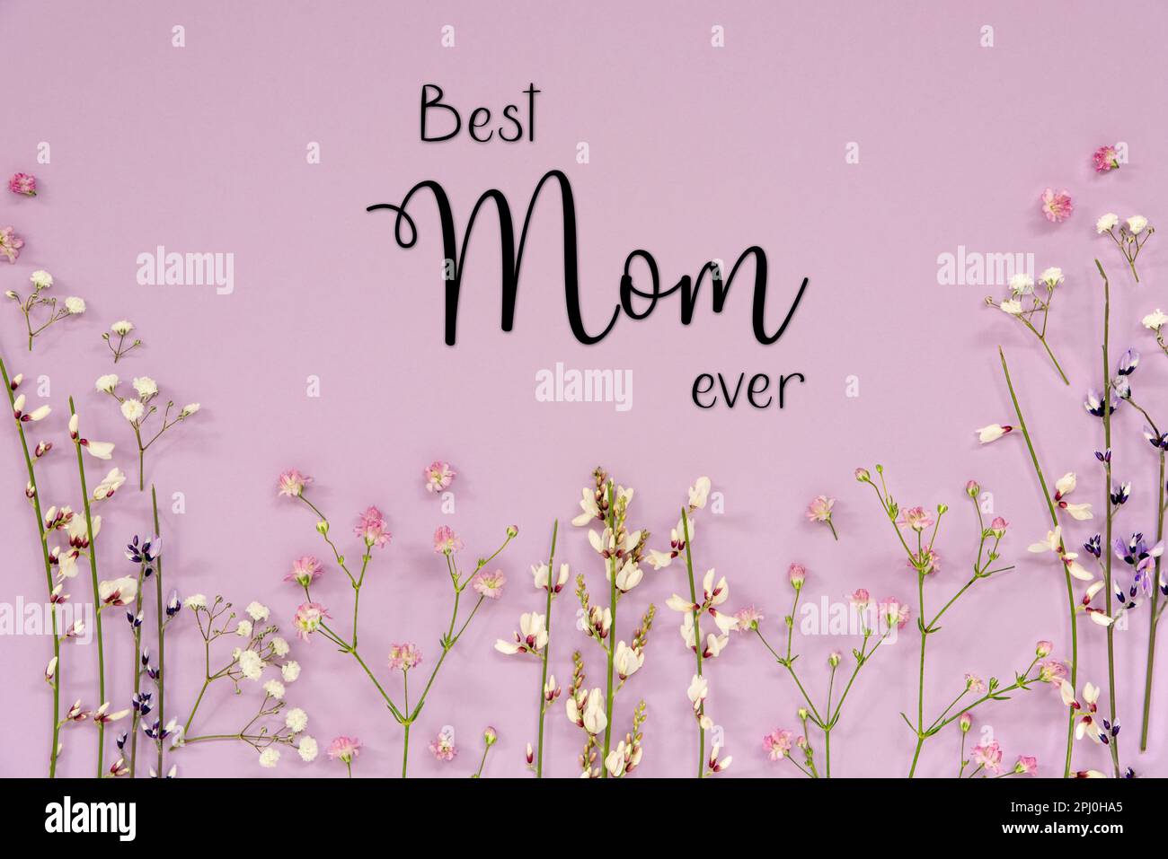 Purple Spring Flower Arrangement, English Text Best Mom Ever Stock ...