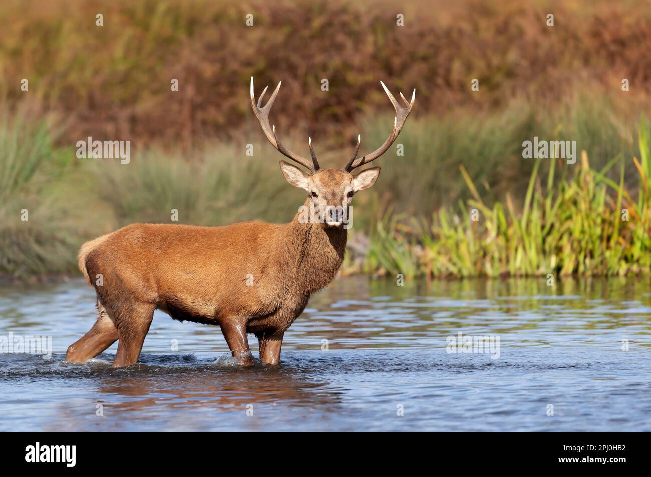 Stag in a water in hi-res stock photography and images - Alamy