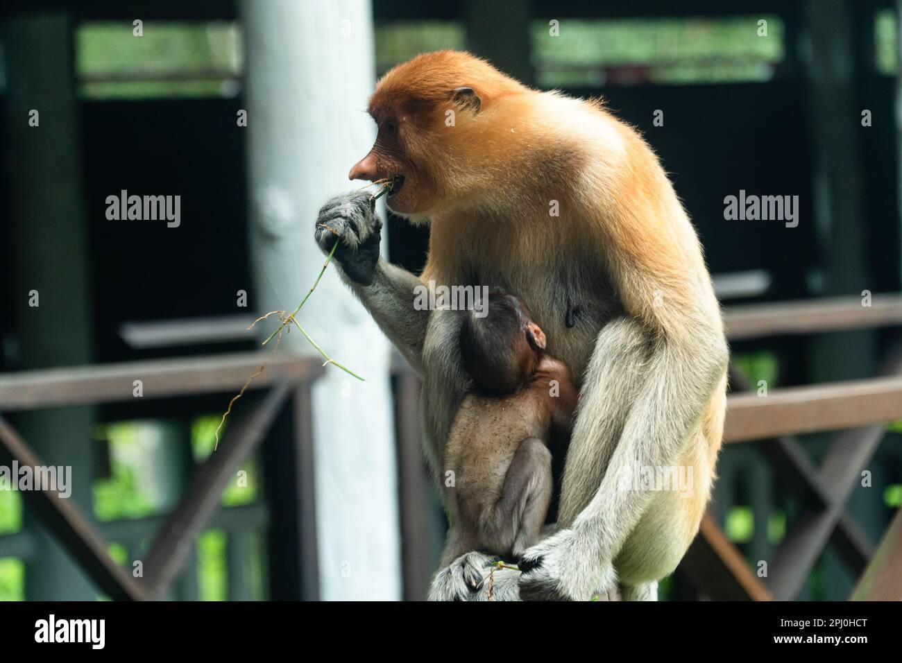 Proboscis monkey mother feeds the baby. Borneo. Labuk bay, Malaysia ...