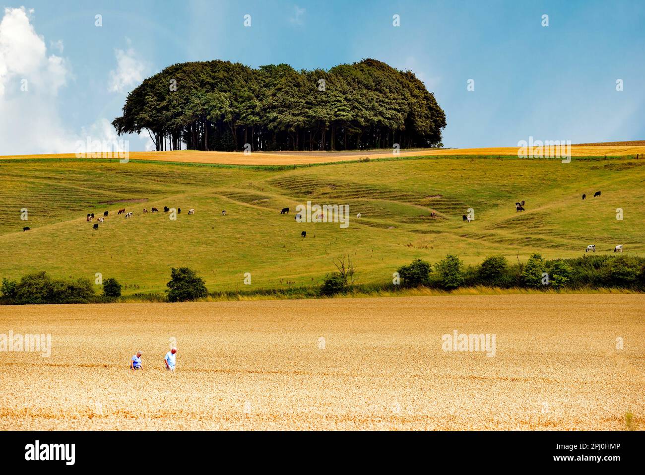 A couple walking through a cornfield in summer below a beech clump on ...