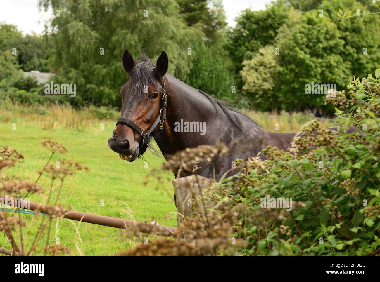 A shire horse in a field Stock Photo - Alamy