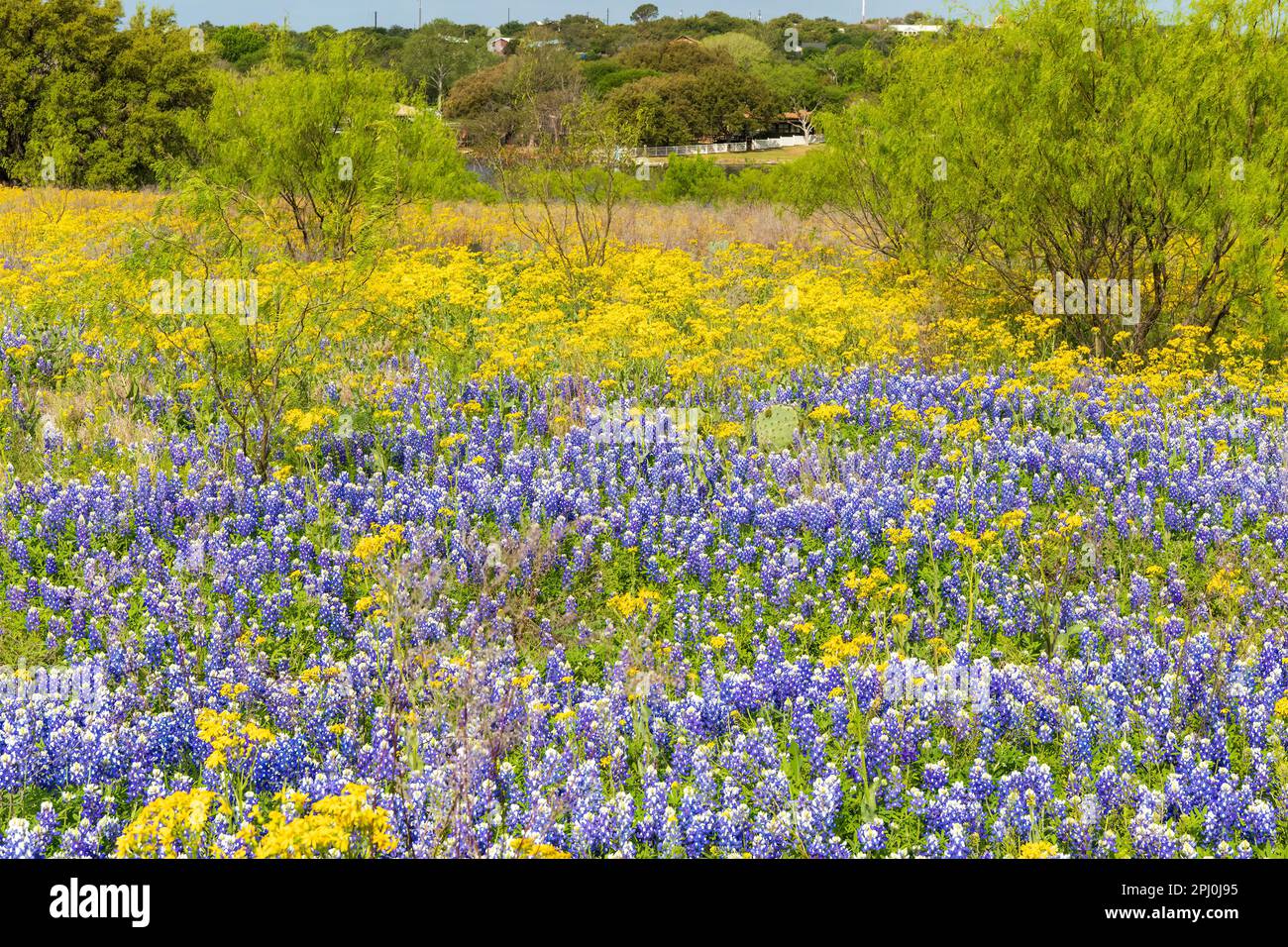 Texas bluebonnets and wildflower landscape Stock Photo - Alamy