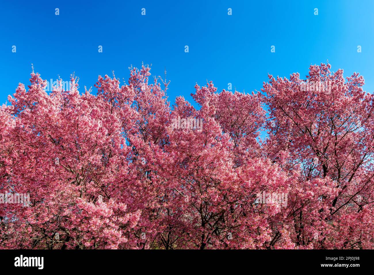 Cherry blossom spring landscape hi-res stock photography and images - Alamy