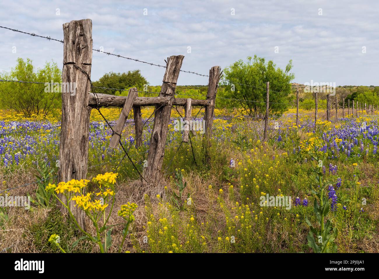 Texas bluebonnets and wildflower landscape Stock Photo - Alamy
