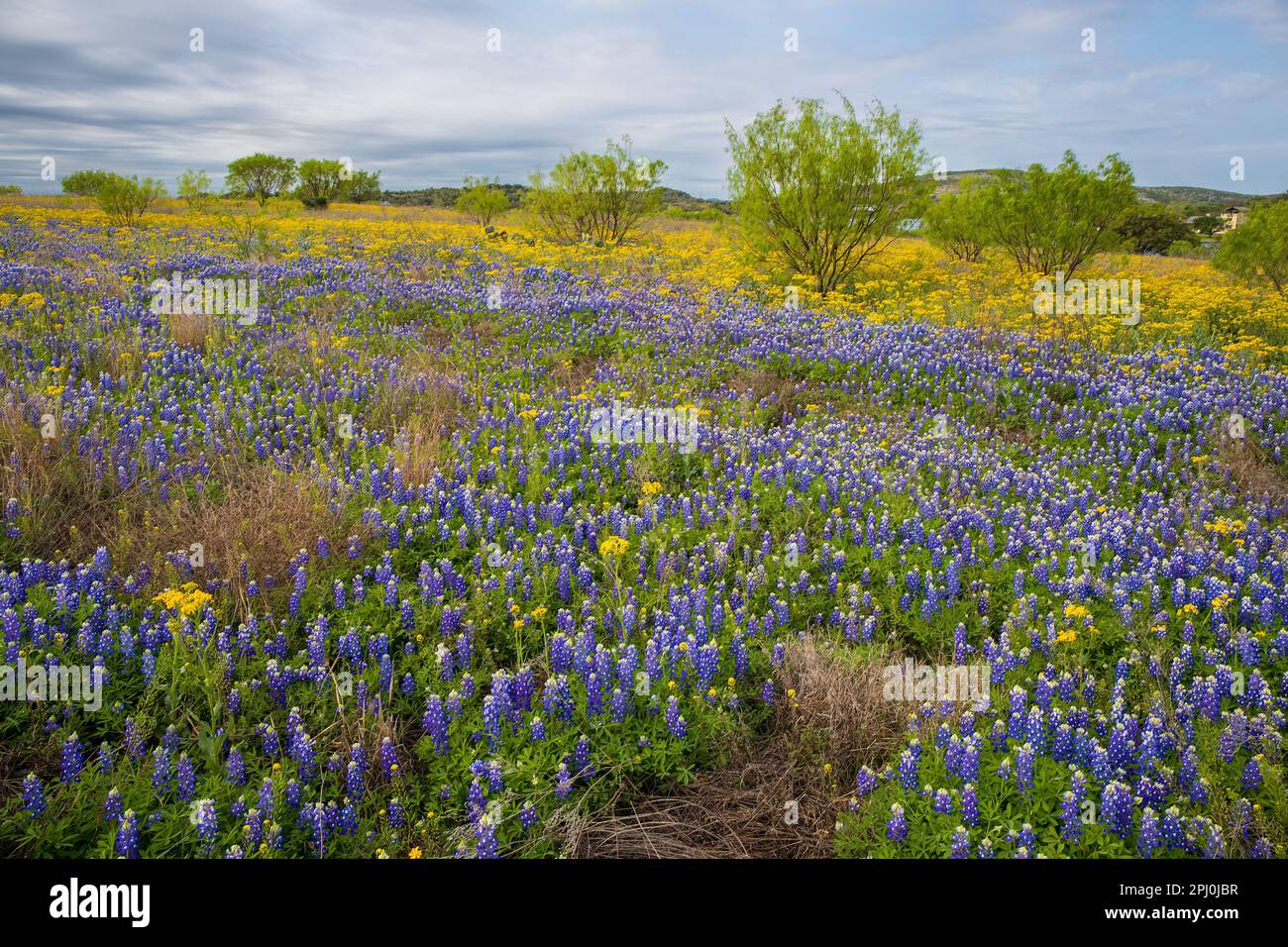 Texas bluebonnets and wildflower landscape Stock Photo - Alamy