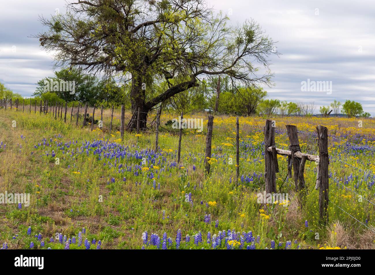 Texas bluebonnets and wildflower landscape Stock Photo - Alamy