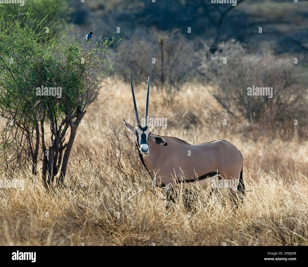 Orxy beisa hi-res stock photography and images - Alamy