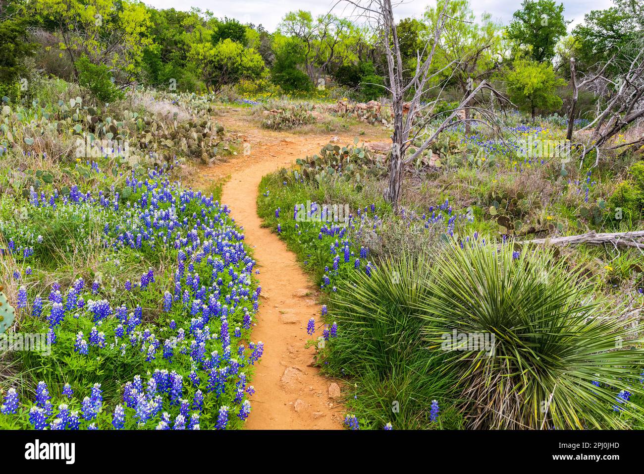 Texas bluebonnets and wildflower landscape Stock Photo - Alamy