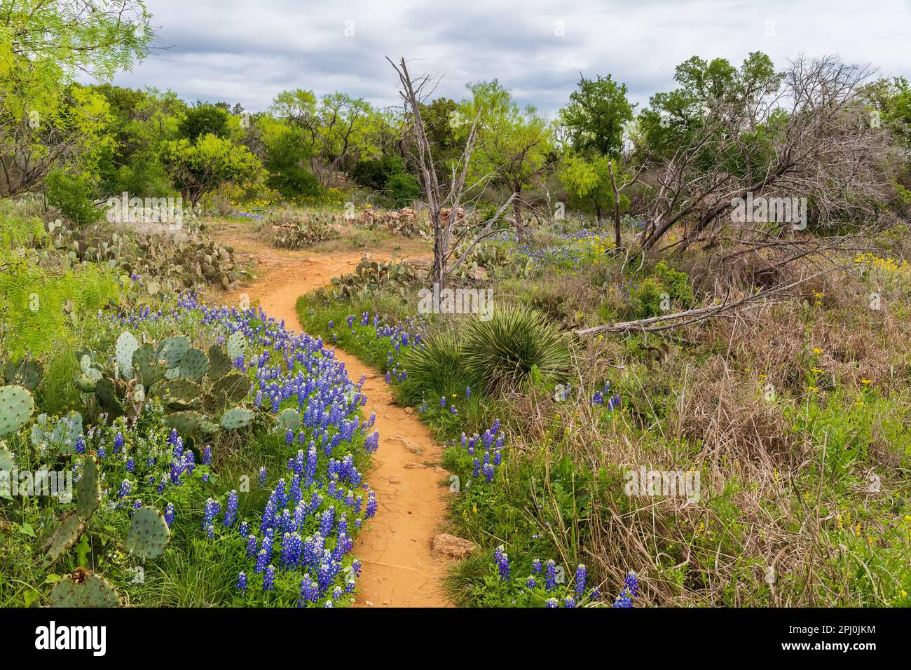 Texas bluebonnets and wildflower landscape Stock Photo - Alamy