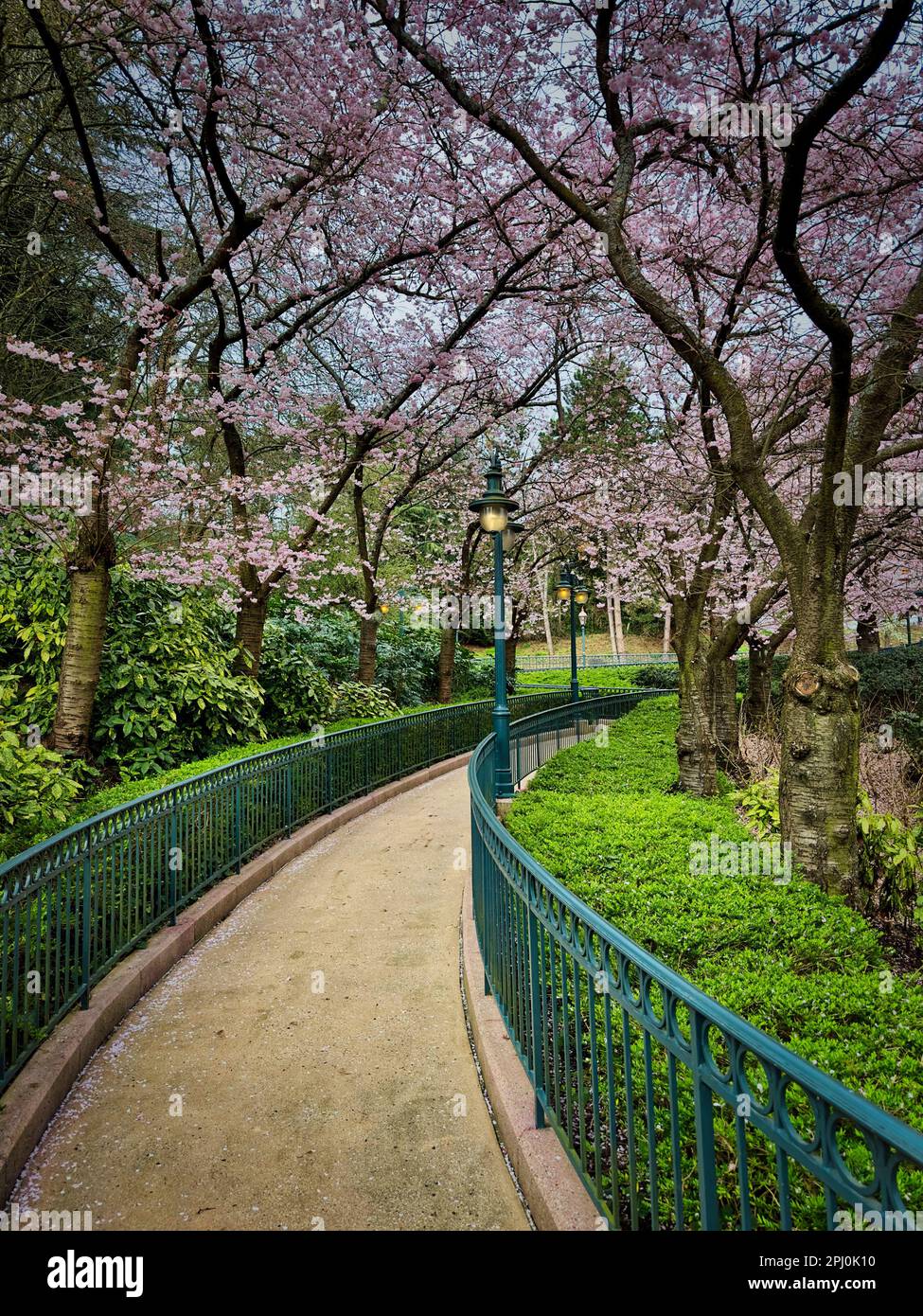 Cherry trees walk hi-res stock photography and images - Alamy