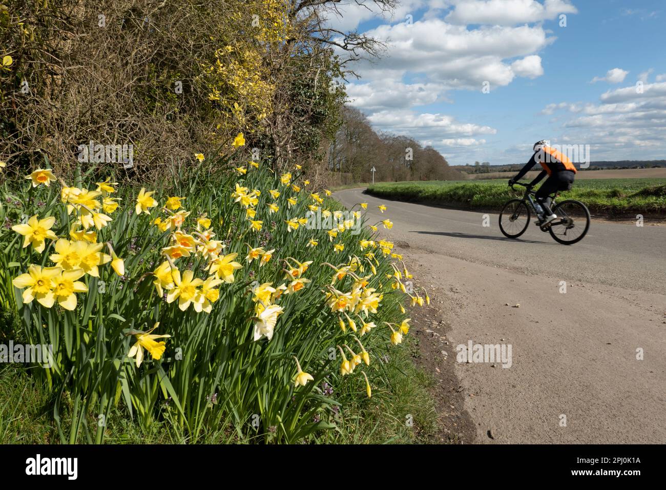 Cyclist on country lane in Berkshire lined with spring daffodils on ...