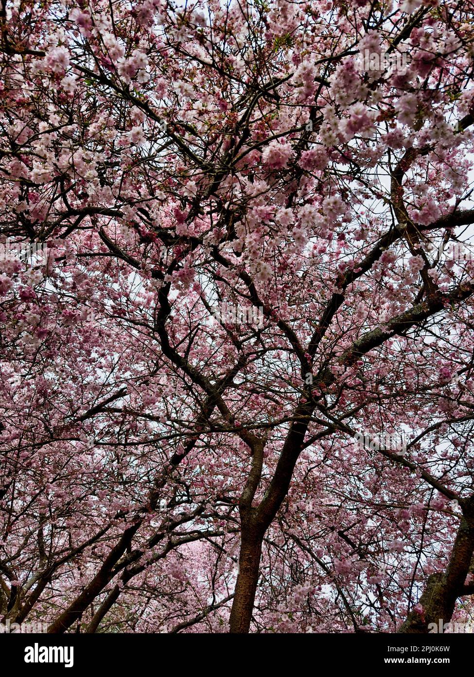 Blossom tree walk hi-res stock photography and images - Alamy
