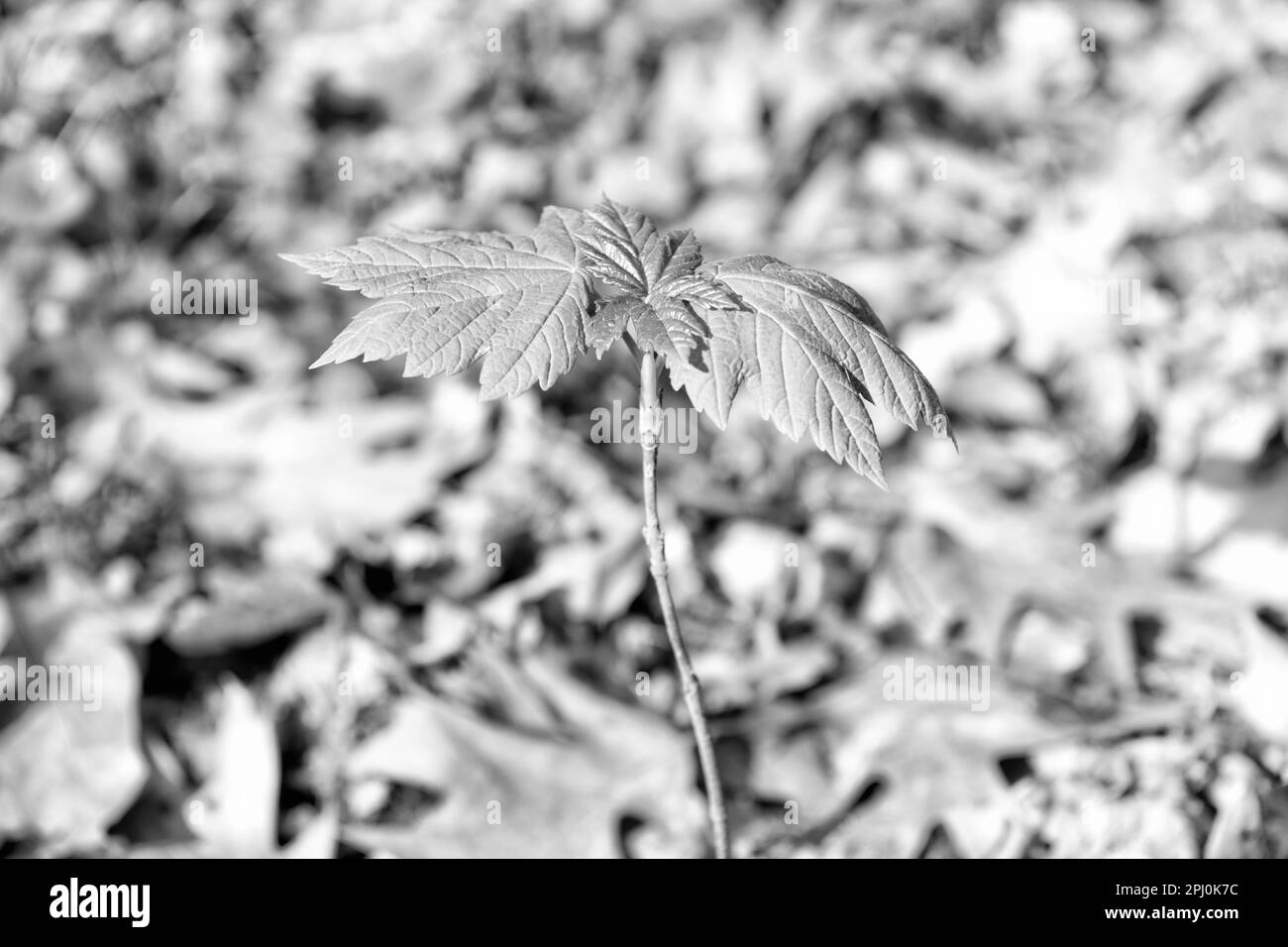 Maple tree sprout with green leaves grow in forest soil sunny natural ...