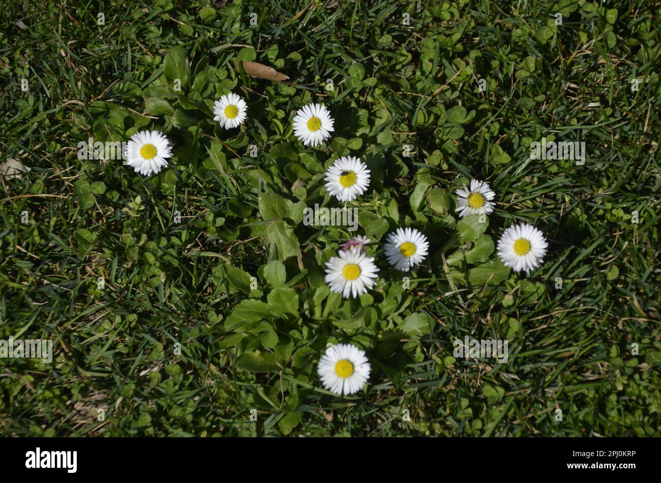 Zoom season hi-res stock photography and images - Alamy