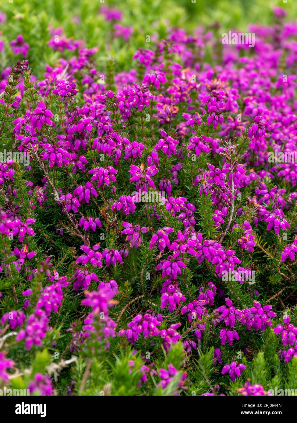 An inflorescence of beautiful little pink flowers, a close-up shot ...