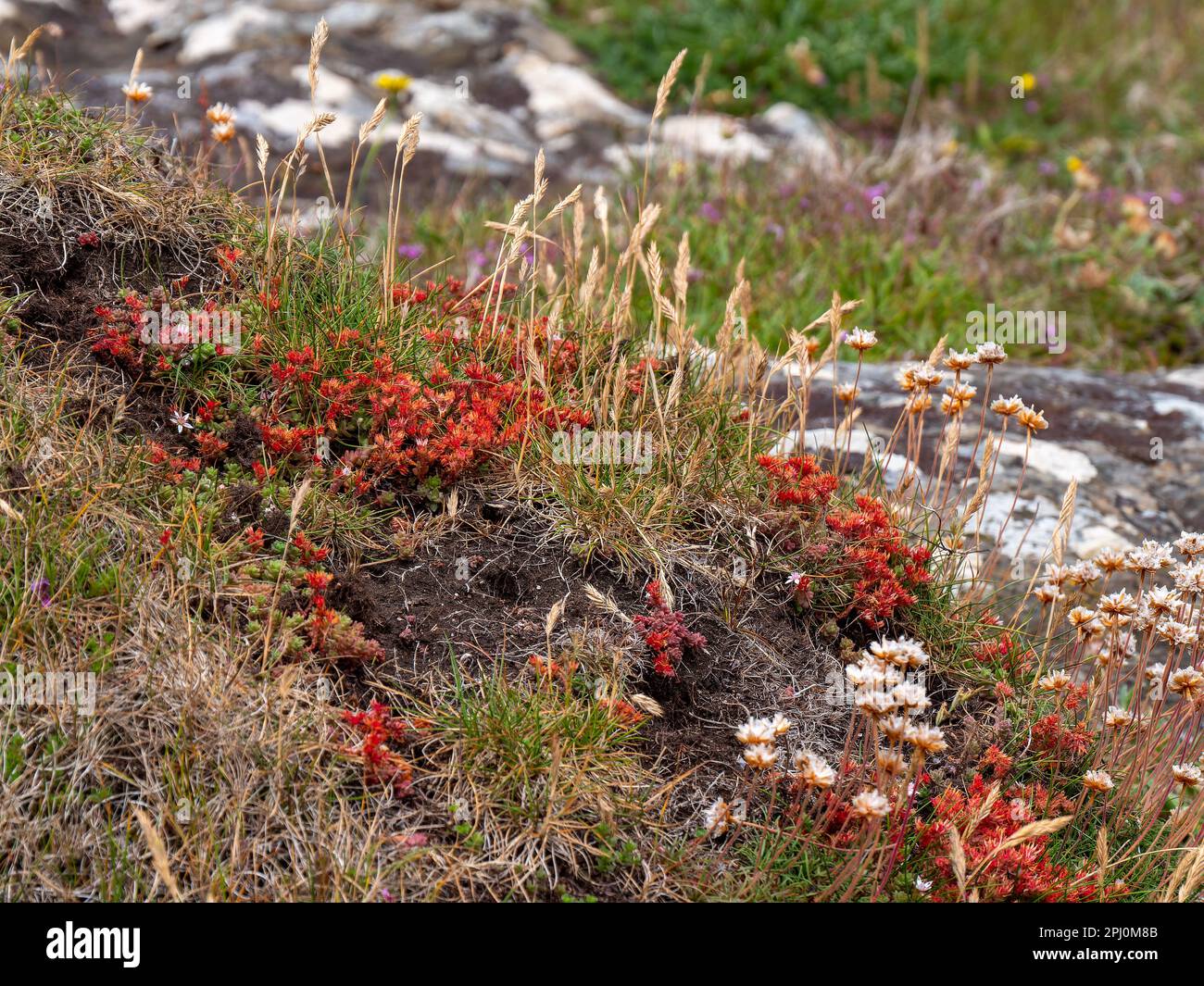 A flowers in the Ireland. Beautiful plants. Landscape. Red flowers ...