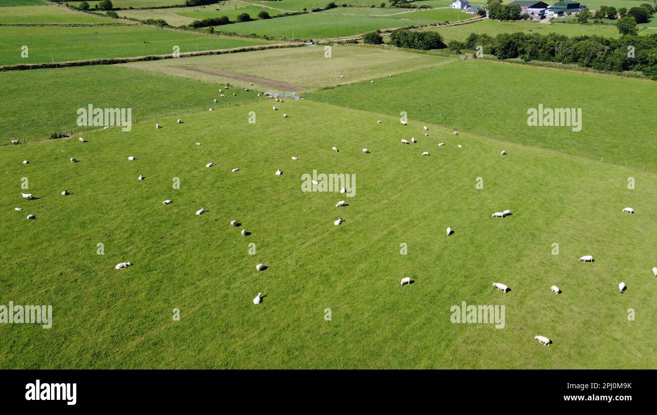 Aerial view herd sheep hi-res stock photography and images - Alamy
