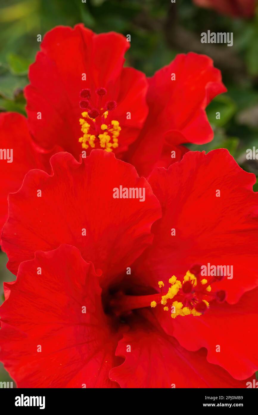 Large bright red hibiscus flowers on a bush close up Stock Photo - Alamy
