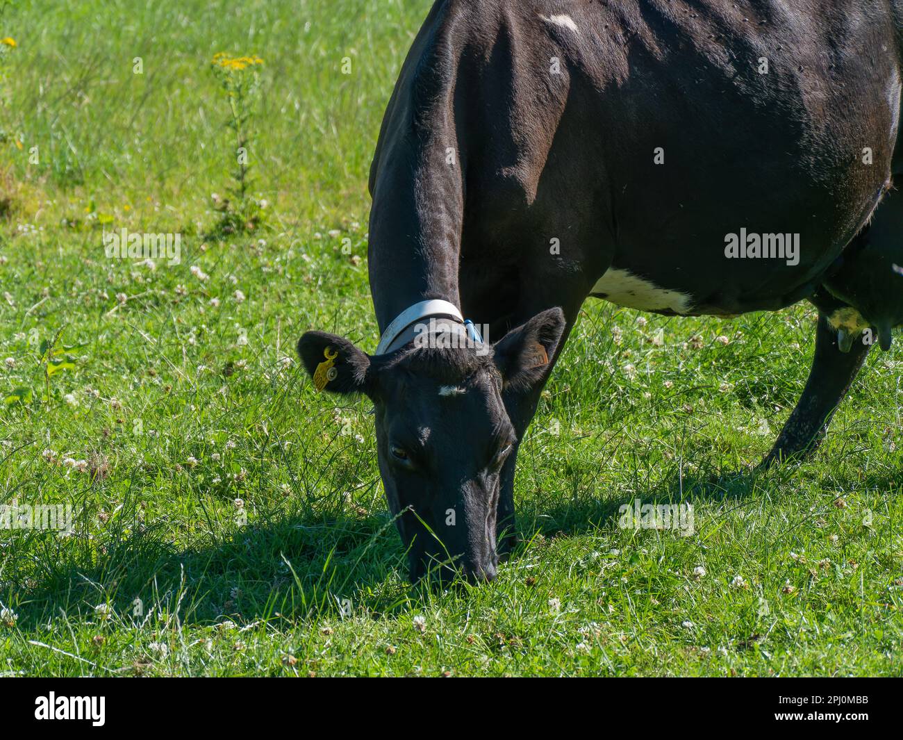 cow is eating grass, field. Cow on a grass meadow in summer. Black cow ...