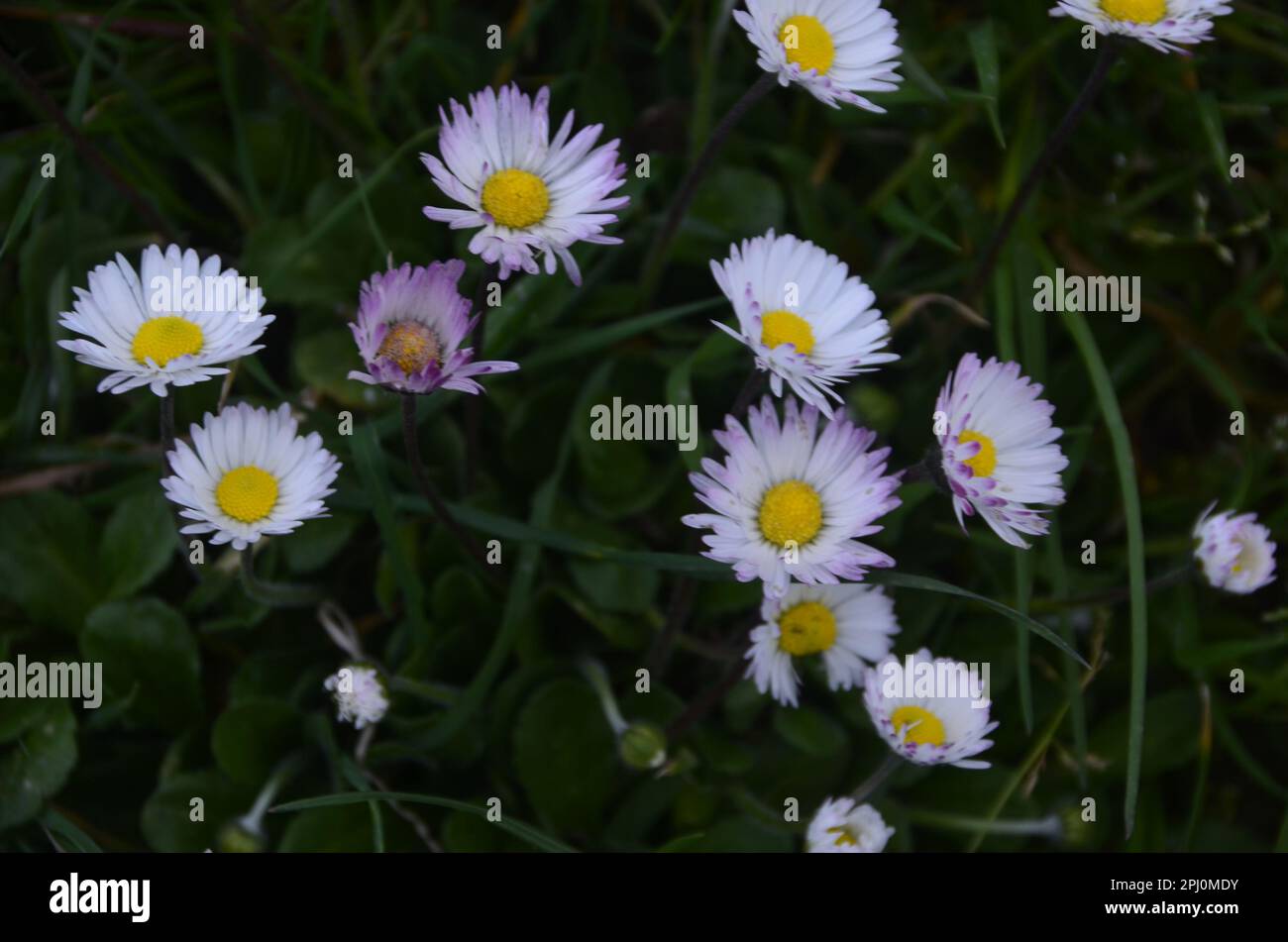 Meadow Daisy, Sheep Eye Flower from Daisy Family Stock Photo - Alamy