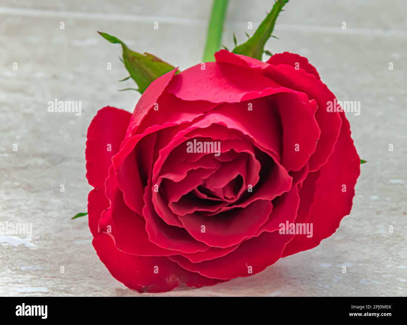 Rose on the floor Stock Photo - Alamy