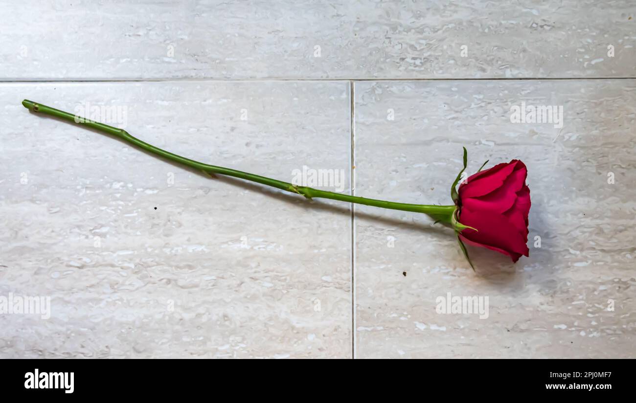 Rose on the floor Stock Photo - Alamy