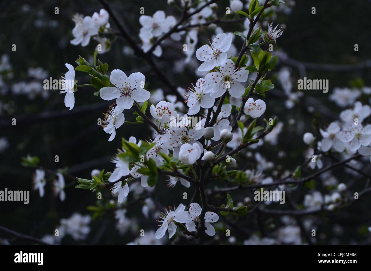Blooming Plum Tree Branches and Spring Season Stock Photo - Alamy