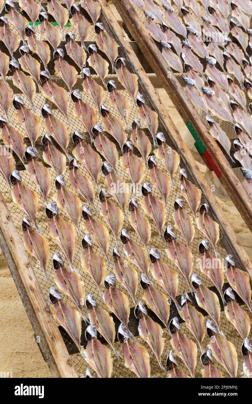 Gutted fish is dried on a metal mesh on a beach background Stock Photo ...