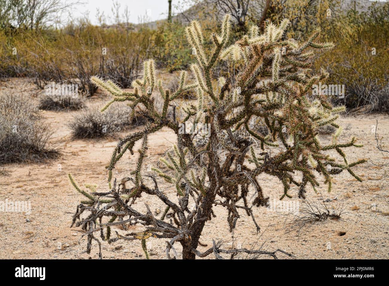 Cholla cactus during stormy weather sonora desert Arizona Stock Photo ...