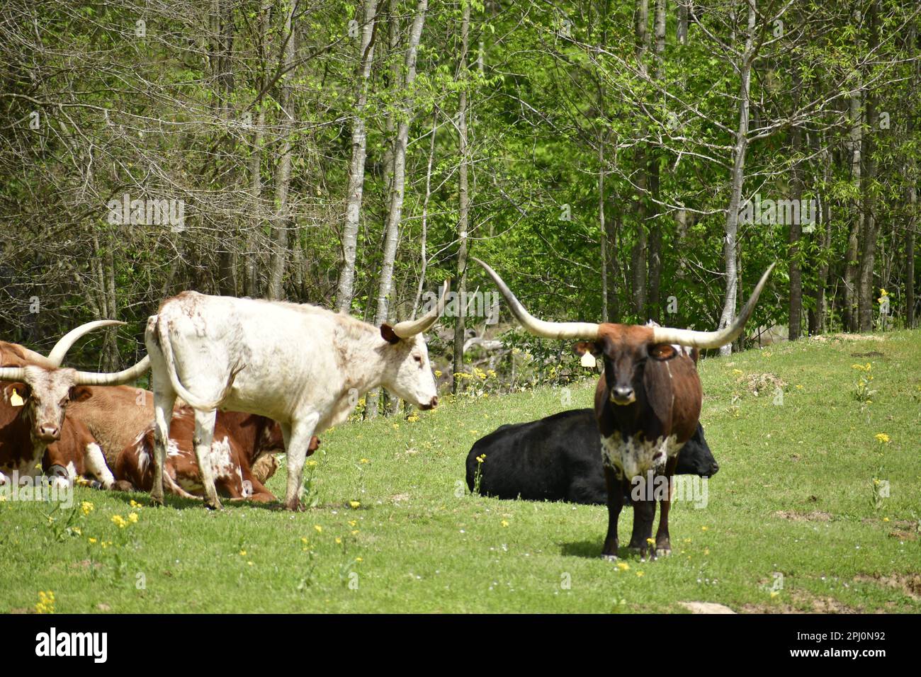 Horns growth hi-res stock photography and images - Alamy
