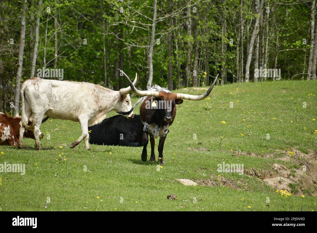 Longhorns cattle hi-res stock photography and images - Alamy