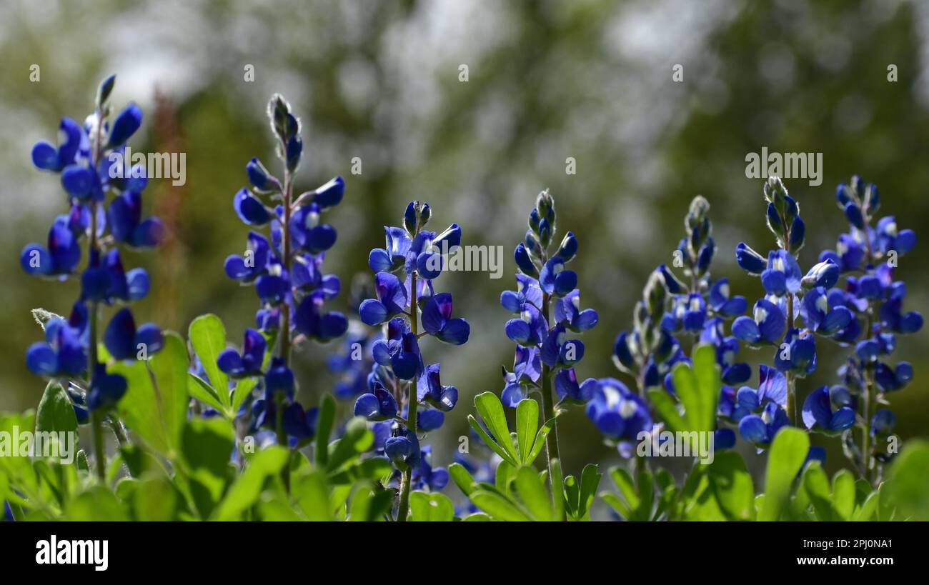 Closes up of blue flowers hi-res stock photography and images - Alamy
