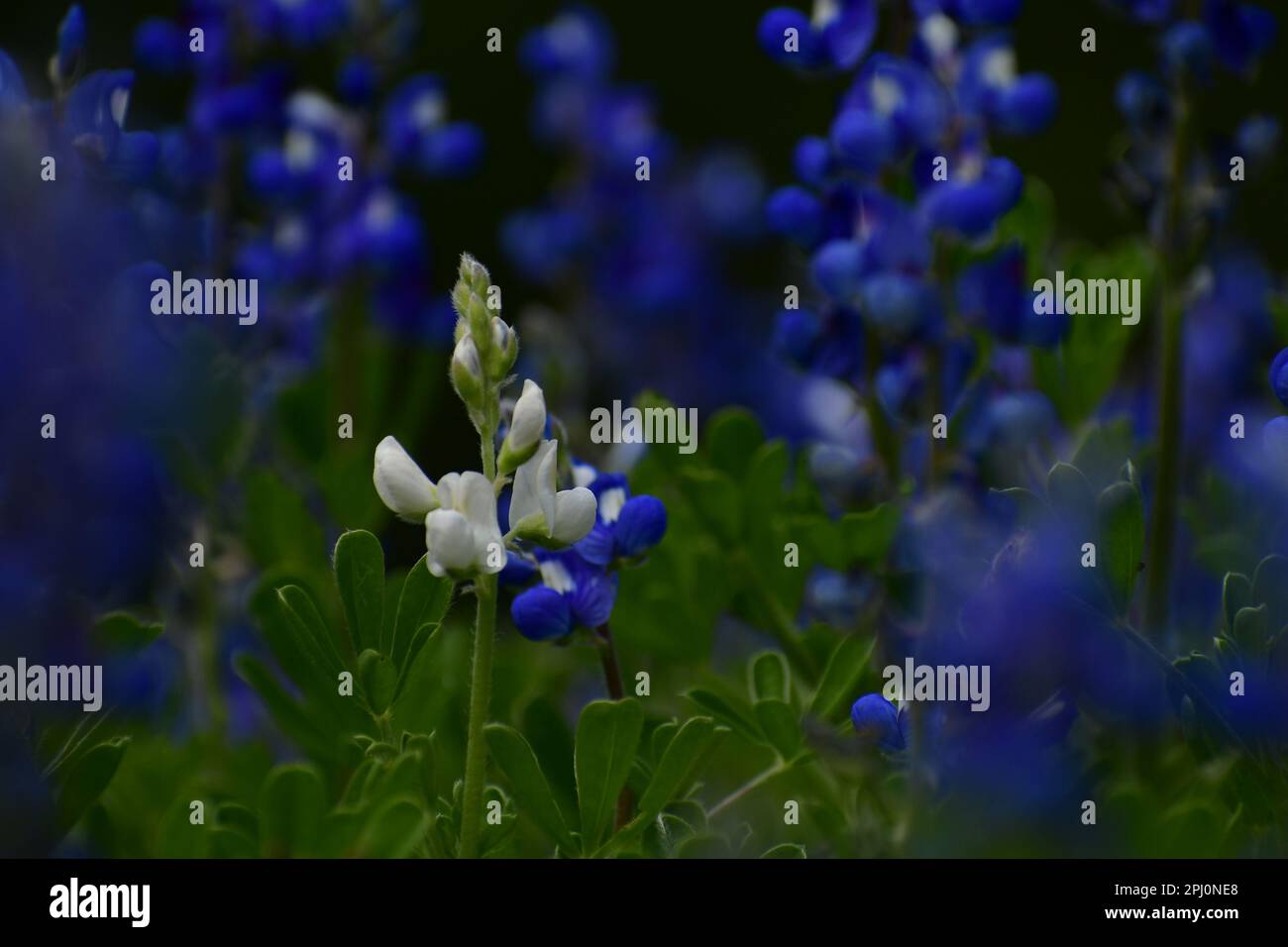 Green leaves hugging a white flower hi-res stock photography and images ...