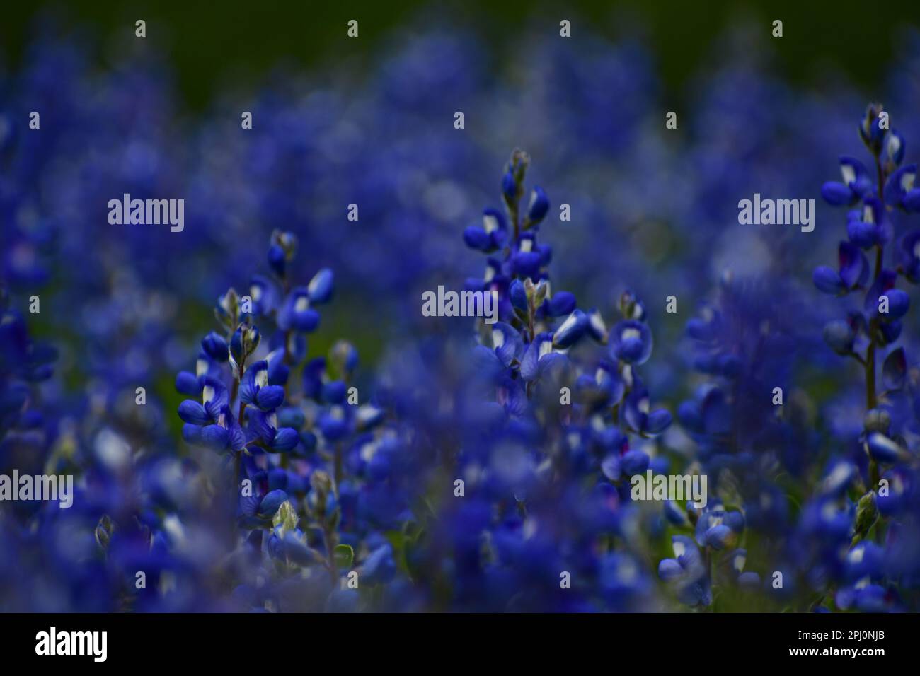 Hidden calm in the blue bonnets on a country side Stock Photo - Alamy