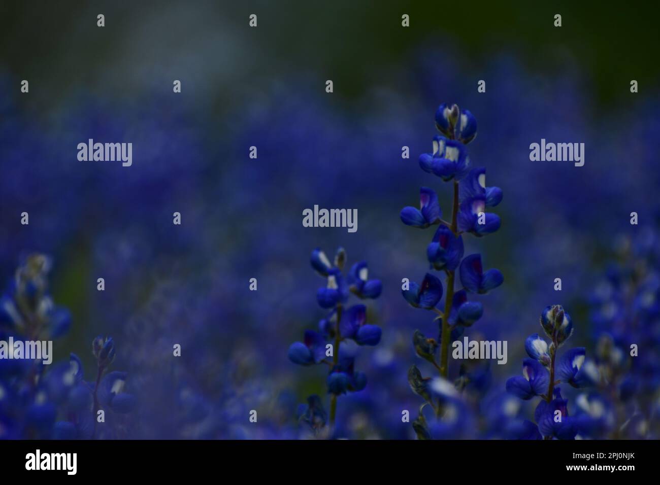 Hidden calm in the blue bonnets on a country side Stock Photo - Alamy