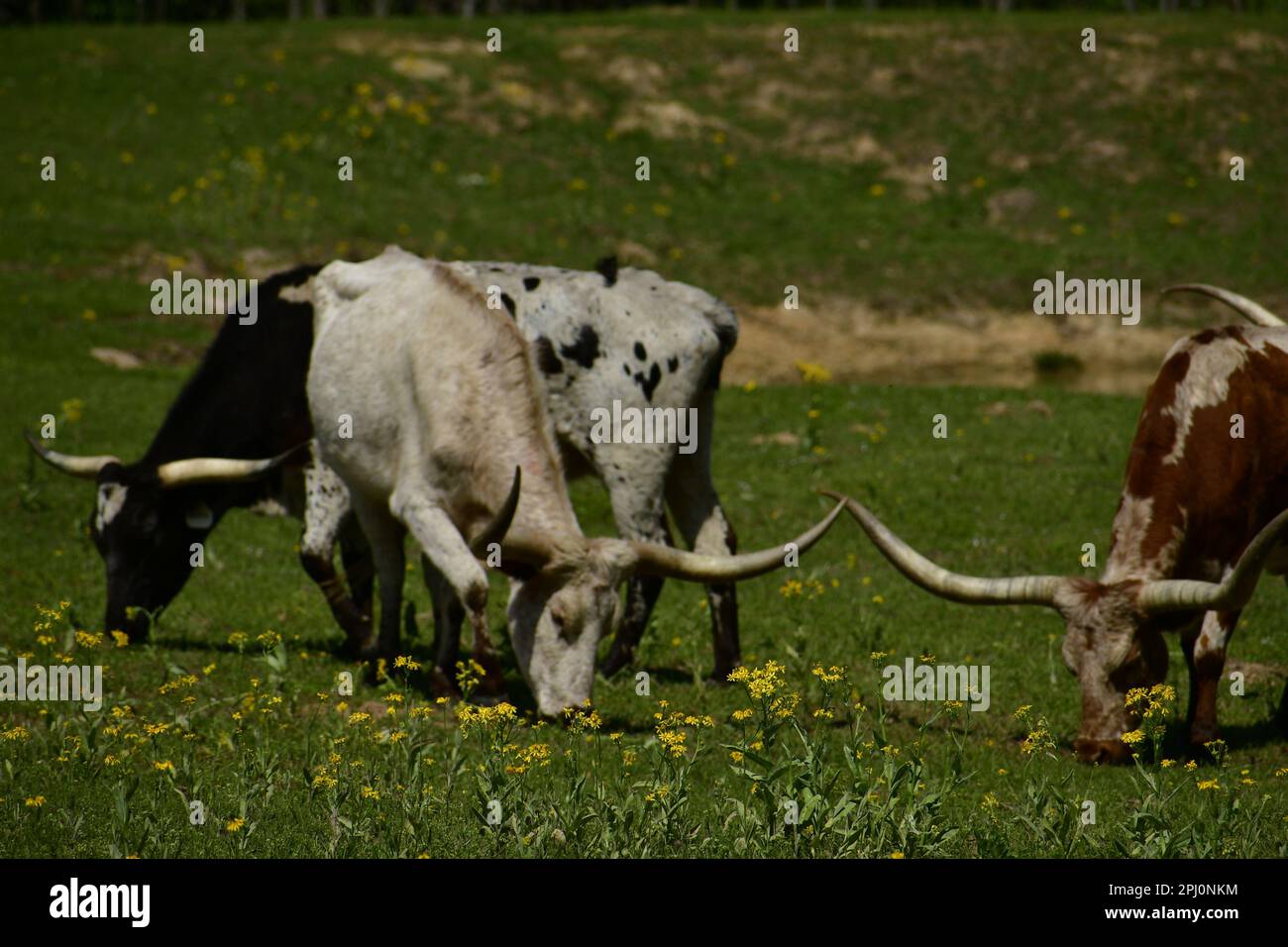 Tree colorful Texas longhorn cows grazing in the spring on a low hill ...